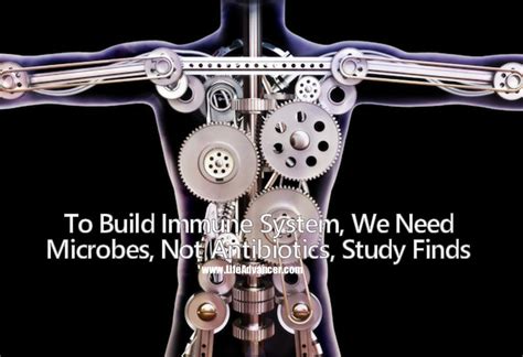 To Build Immune System We Need Microbes Not Antibiotics Study Finds