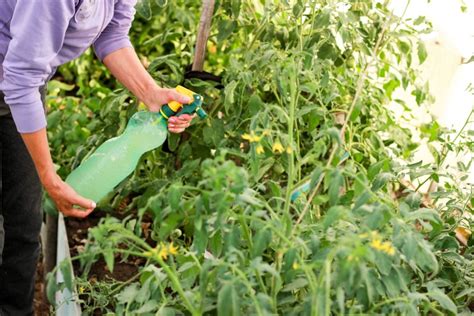 7 Helpful Tips For The Greenhouse Beginner
