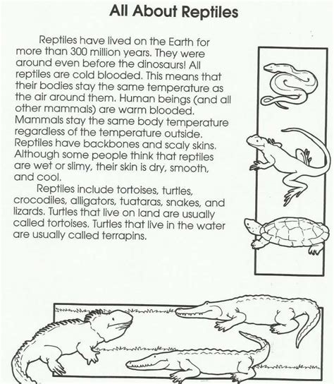 9 Reptiles Worksheet Preschool
