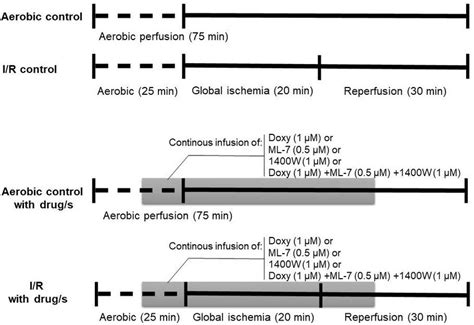 Diagram Representing The Perfusion Protocol For Experimental Groups