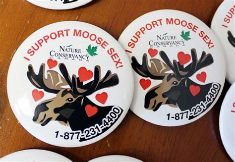 Canadas Moose Sex Project Offers Tax Breaks Georgia Straight Vancouvers Source For Arts