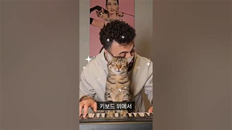 피아니스트가 고양이와 함께 생활하면 생기는 일🙀 Shortsvideo Youtube
