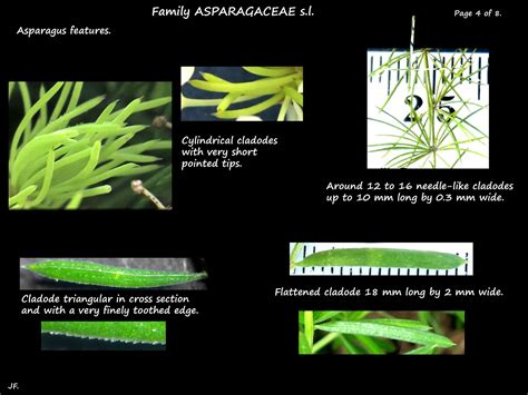 Asparagus Botany Brisbane