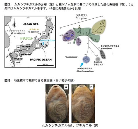 カエル図鑑（7） ムカシツチガエル／ツチガエル