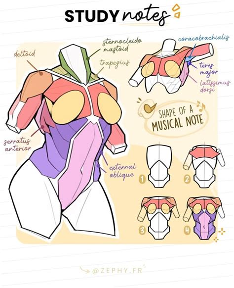 🍭 Zephy Drawing Teacher On Instagram ⭐ Simplified Anatomy 🇬🇧and🇫🇷
