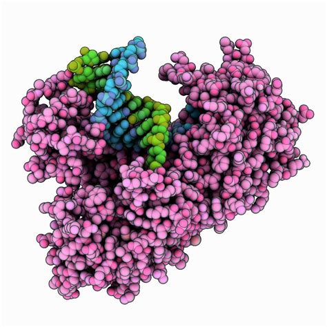 Dna Polymerase I Dna Complex Photograph By Science Photo Library Pixels