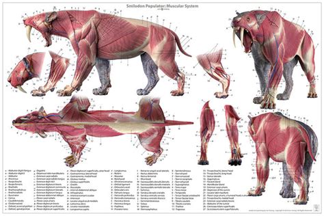 Smilodon Anatomy Chart Juns Anatomy