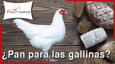 Como Eliminar Los Piojos De Las Gallinas Arsveterinaria