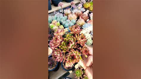 레이디스핑거이천승아다육😘온라인 다육판매😎01031872821 간편한 문자주문 빠른배송 친절한 전화상담 5만원이상 무료배송 다육이 다육식물 다육판매 Youtube