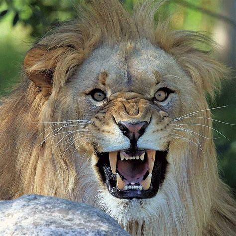 کەڵە پیاو شێری مەیدان