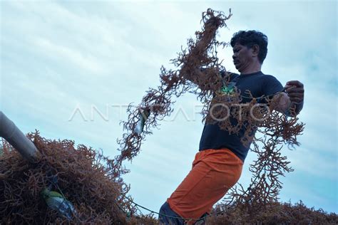 PANEN MELIMPAH HARGA RUMPUT LAUT TURUN ANTARA Foto