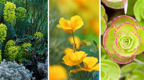 Ces Plantes Qui Aiment Un Terrain Sec Côté Maison