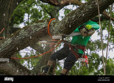 A Worket Is Tied To A Tree While Removing Large Branches While Cutting
