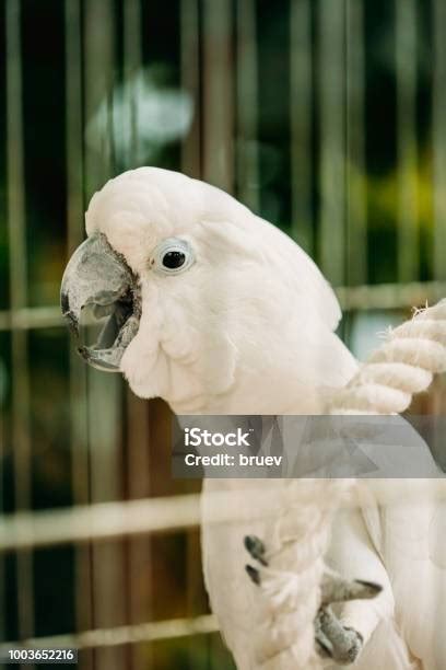 흰색 앵무새 또는 Cacatua 알바 일컬어 우산 앵무새 장에 야생 조류 가까운에 대한 스톡 사진 및 기타 이미지 가까운