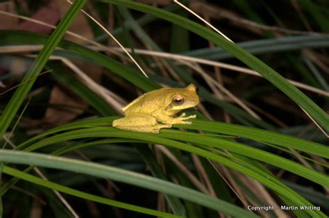 Sex And The Single Yellow Frog The Lizard Lab