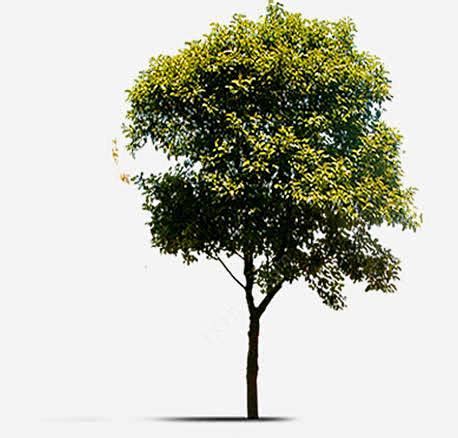 黄色树木乔木景观png免抠素材 新图网 https ixintu 黄色 树木 乔木 景观