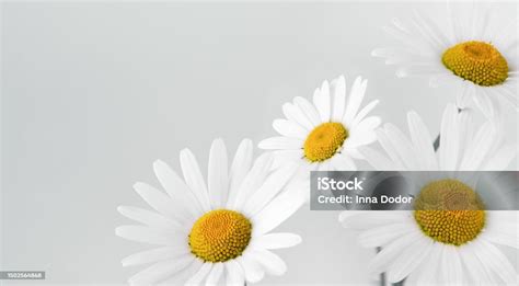 흰색 바탕에 카모마일 꽃입니다 데이지 꽃 의료 식물 벽지 0명에 대한 스톡 사진 및 기타 이미지 0명 개화기 건강관리와