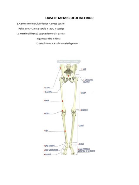 Oasele Membrului Inferior Pdf