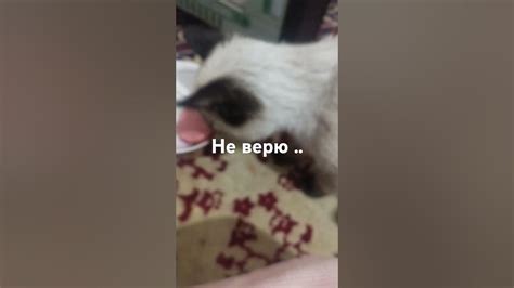 мем актив топ юмор Cute подпишись Speedsong Danilisboom