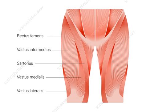Quadriceps Muscle Anatomy Illustration Stock Image F0364702