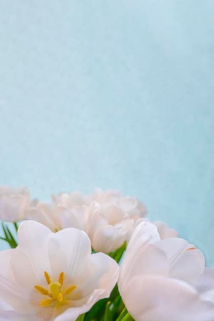 Premium Photo Spring Greeting Card With Flowers White Tulips On A