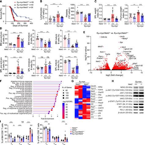 High NEK Expression In Myeloid Progenitors Suppresses T Cell Immunity In Multiple Myeloma Cell