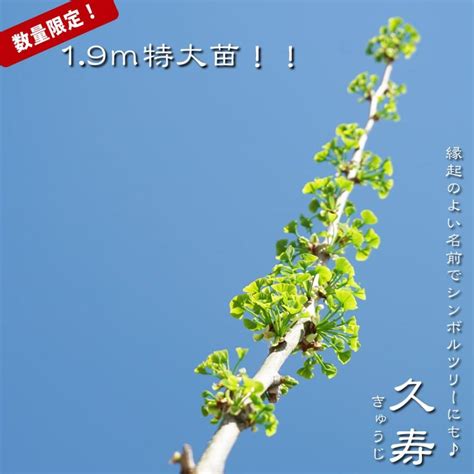 ぎんなん （銀杏） 久寿 （きゅうじ） 久治 3年生接木大苗 根巻 苗木部 花ひろばオンライン 通販 Yahooショッピング