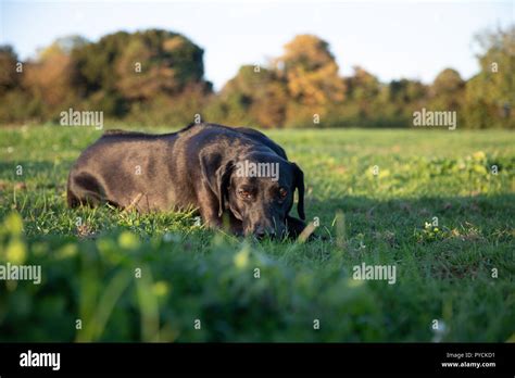 Black Labrador Cross Rhodesian Ridgeback Stock Photo Alamy