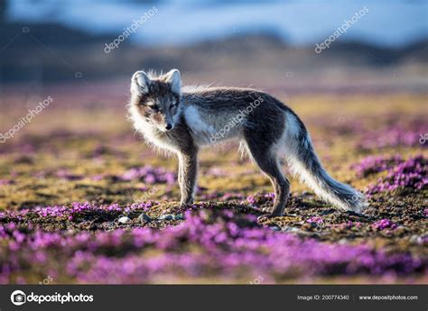 Arctic Fox Spring