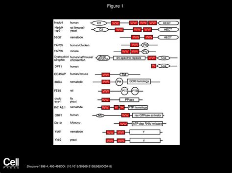 Ww Domains Structure Volume 4 Issue 5 Pages May 1996 Ppt Download