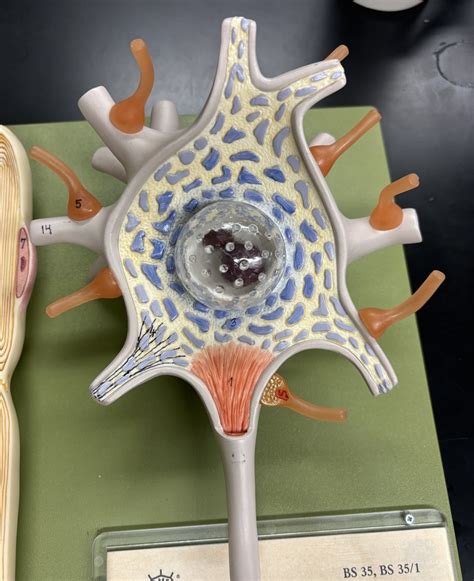 Neuron Soma View Diagram Quizlet