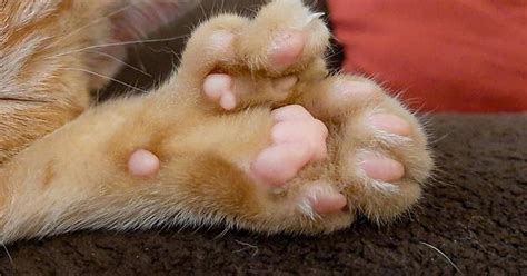 Extra Toe Beans Album On Imgur