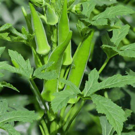 Lady Finger Seeds Plantozia