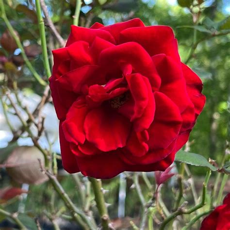 Tree Form Oh My Rose