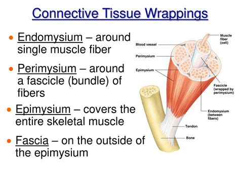 Band Of Tissue Connecting Muscle To Bone Nyt