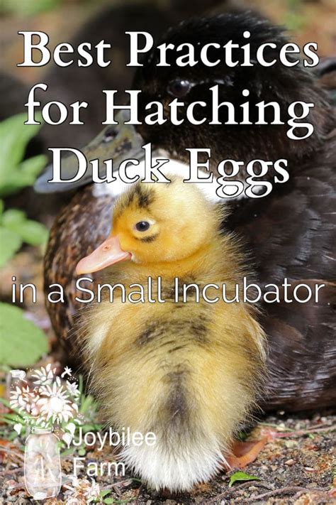 Best Practices For Hatching Duck Eggs In A Small Incubator