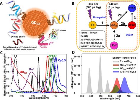 Multiplexed Dna And Protease Detection With Orthogonal Energy Transfer On A Single Quantum Dot