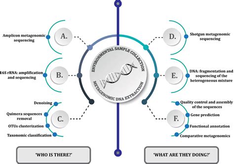 Flowchart Of The Main Approaches Used In Metagenomic Projects And