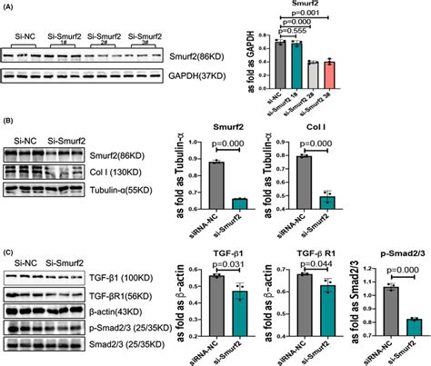 Blocking Smad Ubiquitin Regulatory Factor‐2 Smurf2 Decreases