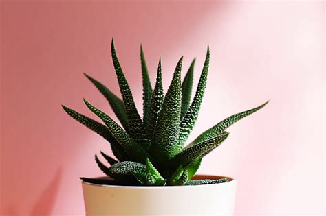 분홍색 배경에 냄비에 즙이 많은 Haworthia 현대 식 책상을위한 세련되고 간단한 식물 0명에 대한 스톡 사진 및 기타