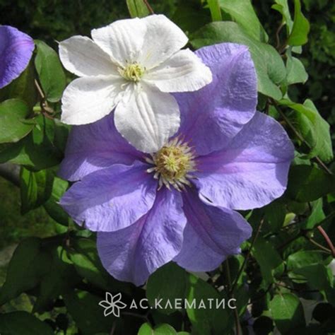 Купить Клематис Сему (Semu) — АС-Клематис