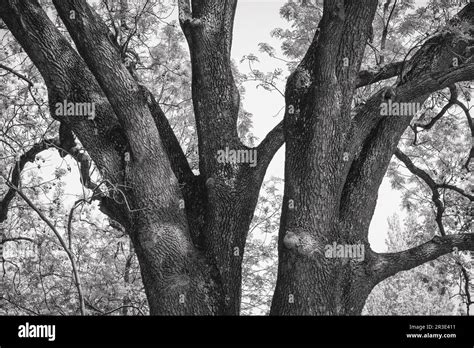 Large Massive Tree Trunk Branches Split In Two Black And White Photography Stock Photo Alamy