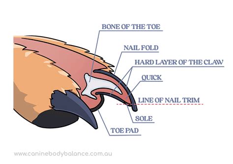 How To Cut And Trim Dog Nails At Home Safely Canine Body Balance