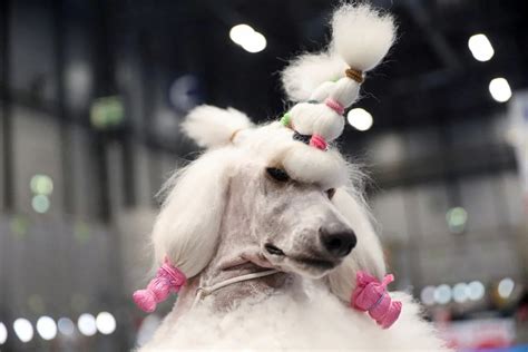 Los mejores memes que dejó el Día del Perro Infobae