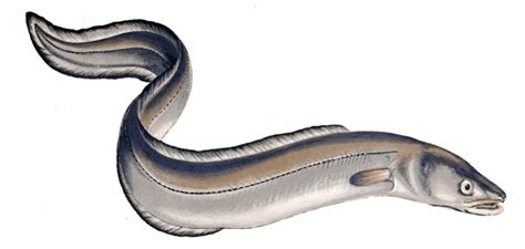 Conger Eel | Britishseafishing.co.uk
