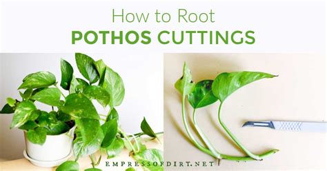 How To Root Pothos Cuttings Empress Of Dirt