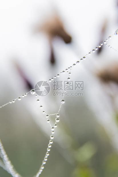 圆圈早晨上有露水的蜘蛛网天气高清图片下载 正版图片307730475 摄图网