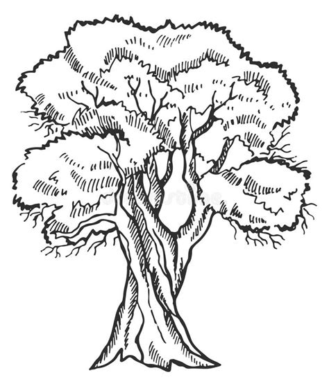Tree Engraving Hand Drawn Forest Nature Plant Stock Vector