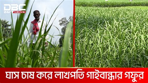 ঘাস চাষে পাল্টে যাচ্ছে গ্রামীণ অর্থনীতি Dbc News Special Youtube