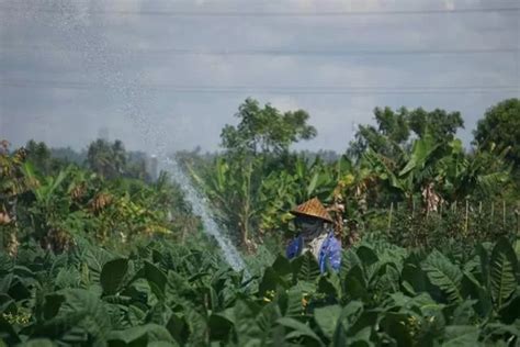Cegah Gagal Panen Petani Tembakau Di Lotim Antisipasi Cuaca Ekstrem Lombok Post
